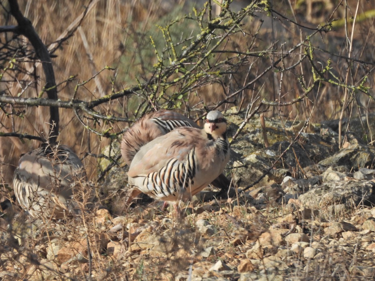 Israel Breeding Bird Atlas Checklist - 26 Nov 2024 - Gazelle Valley עמק ...