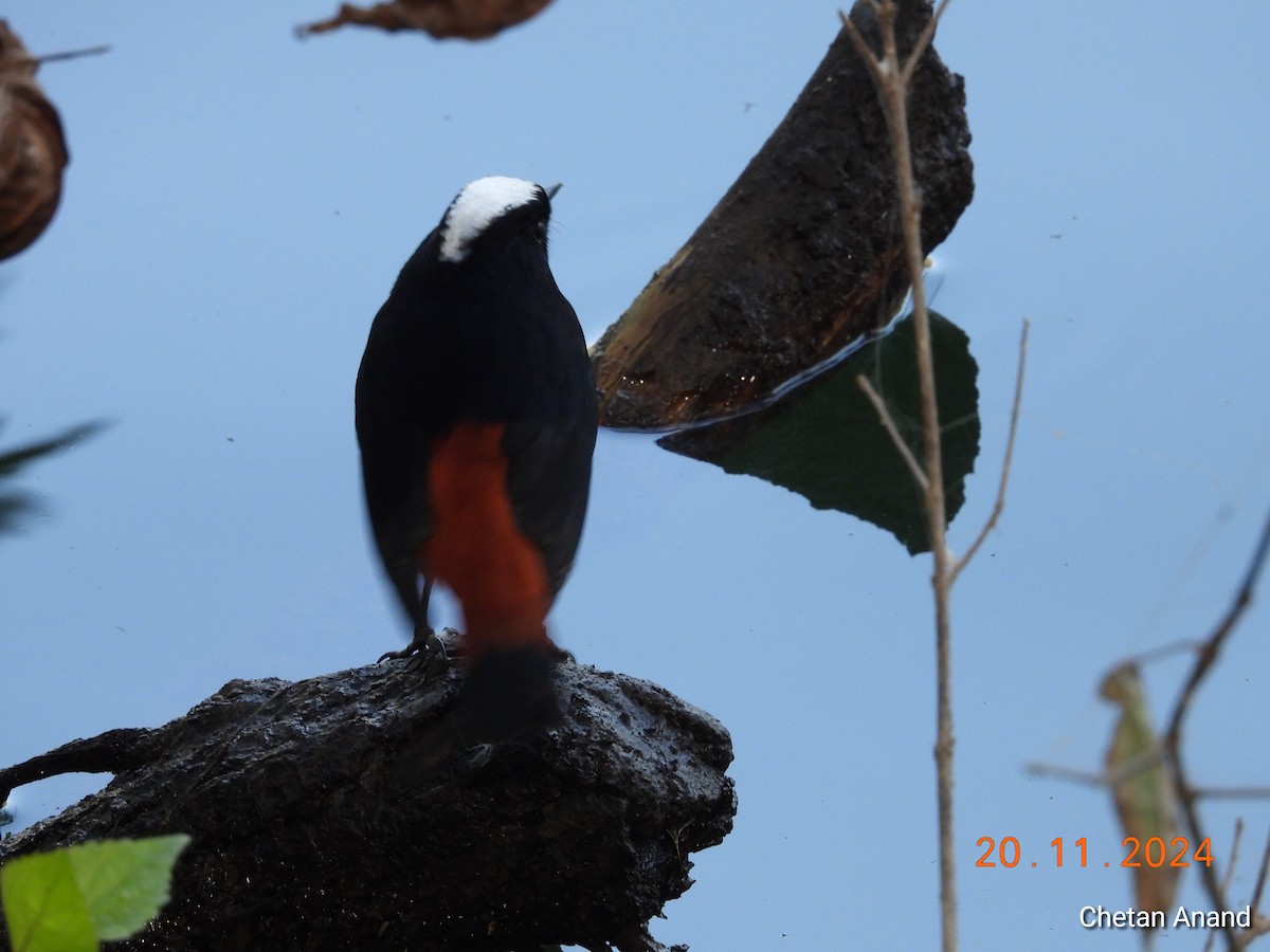 ML626746715 - White-capped Redstart - Macaulay Library