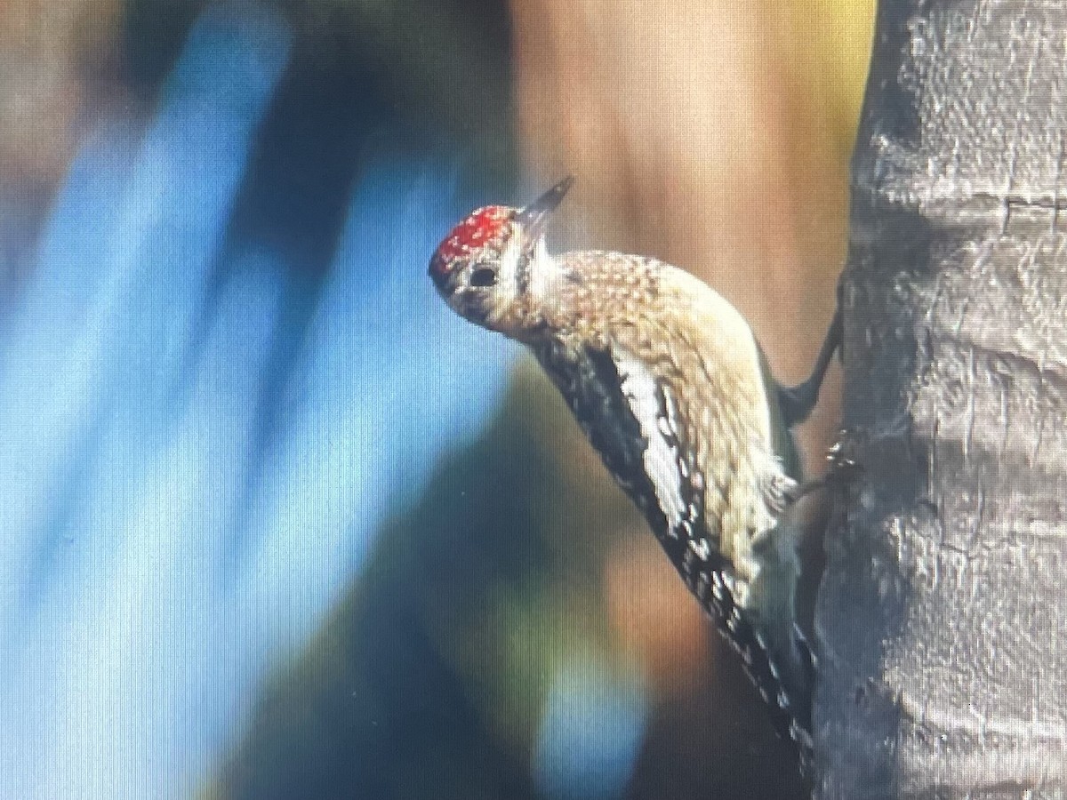 eBird Checklist - 26 Nov 2024 - Boynton Beach Inlet Park - 7 species