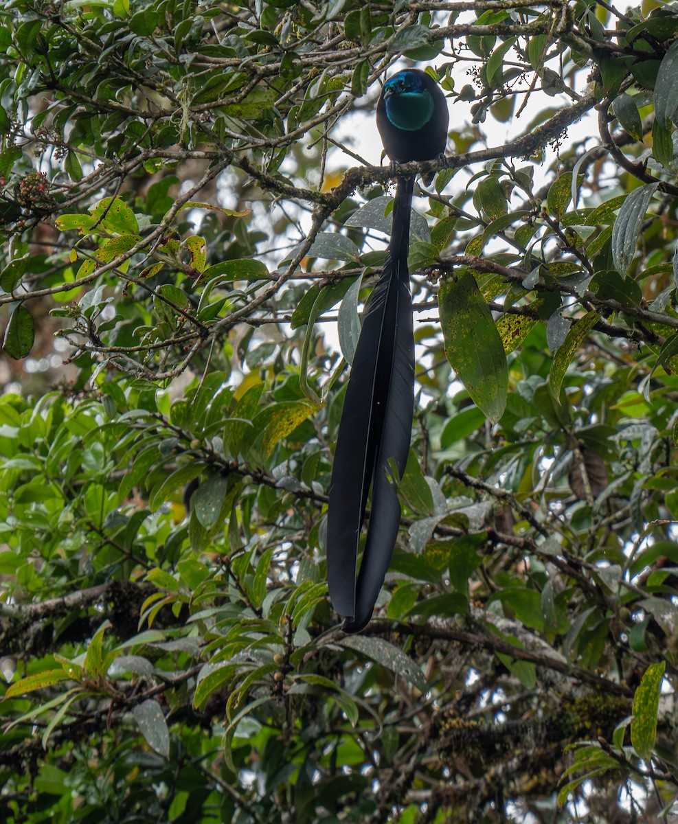 ML626750661 - Stephanie's Astrapia - Macaulay Library