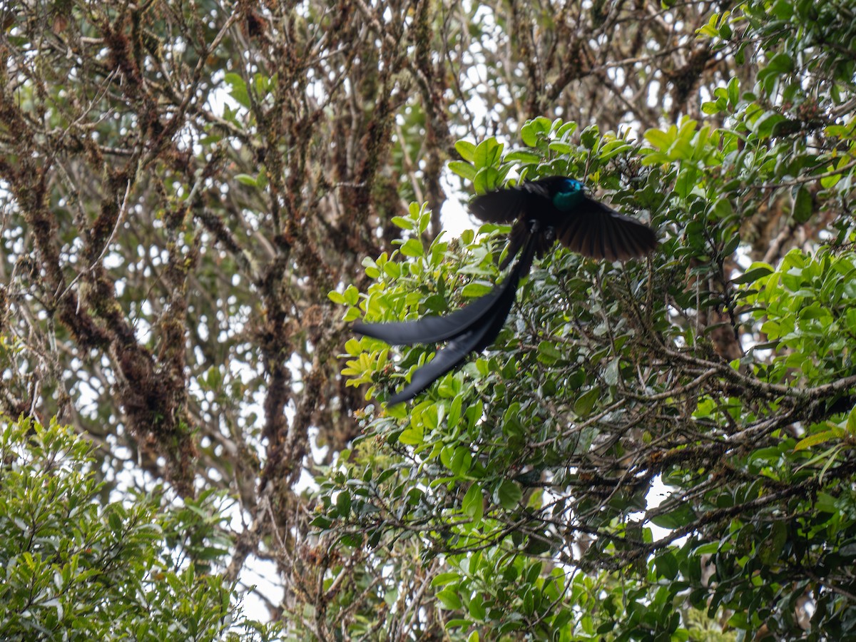 ML626750667 - Stephanie's Astrapia - Macaulay Library