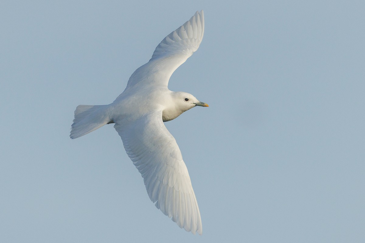 ML626752064 - Ivory Gull - Macaulay Library