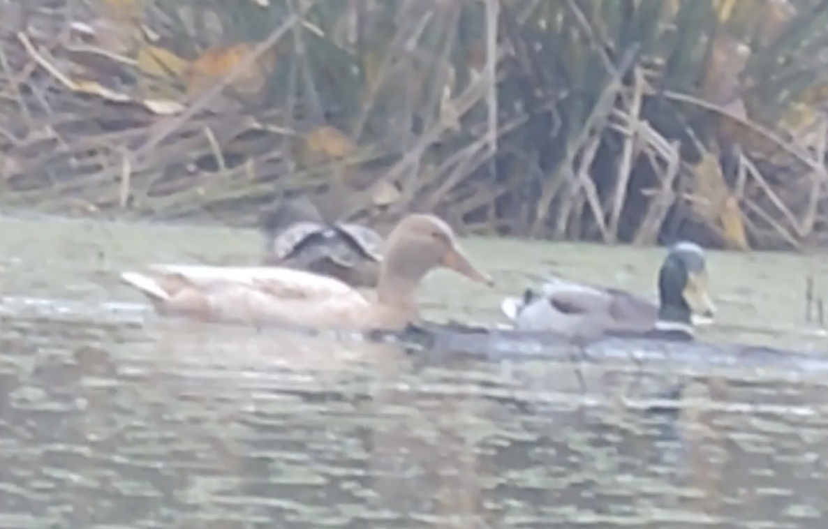 eBird Checklist - 26 Nov 2024 - Smith and Bybee Lakes--Wetland ...