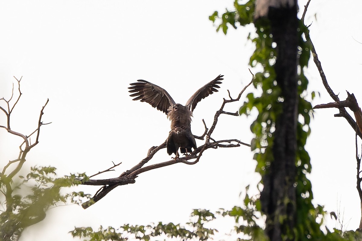 eBird Checklist - 20 Nov 2024 - MT- 249, Mato Grosso, BR (-13,867 ...