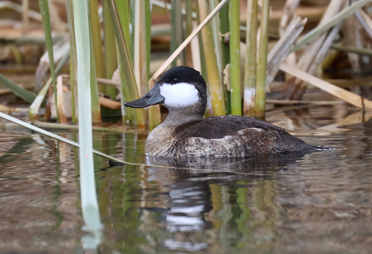 eBird Checklist - 25 Nov 2024 - Piute Ponds (permit required) - 59 ...