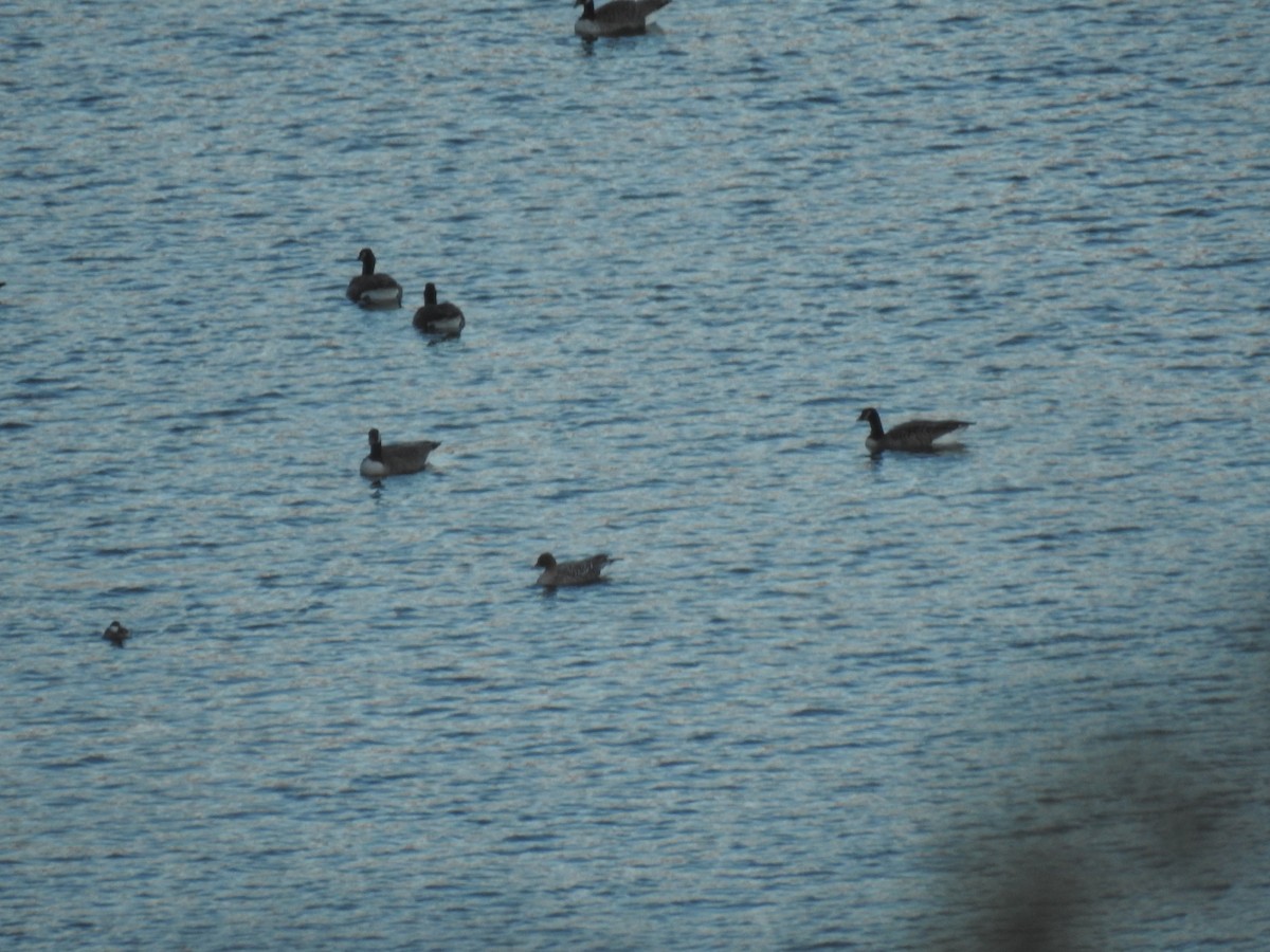 eBird Checklist - 26 Nov 2024 - Nazareth Quarry - 14 species