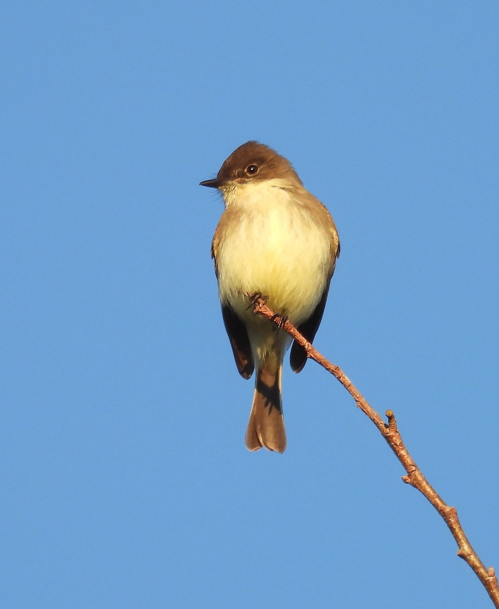 eBird Checklist - 23 Nov 2024 - UH Coastal Center (restricted access ...