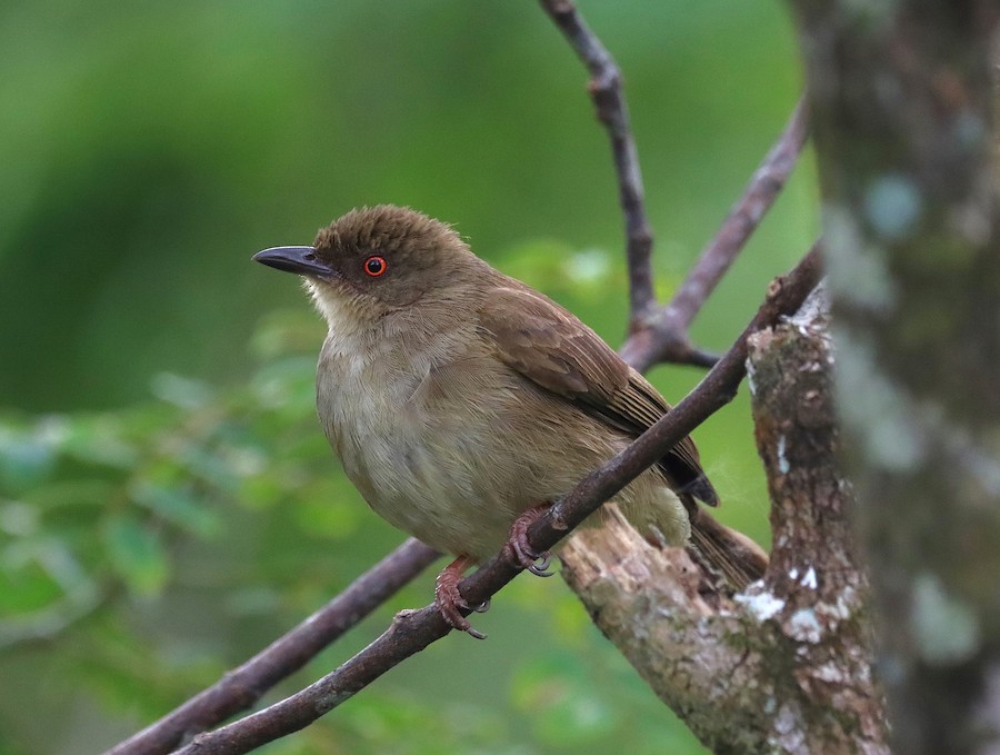 Cream-vented Bulbul (Red-eyed) - eBird