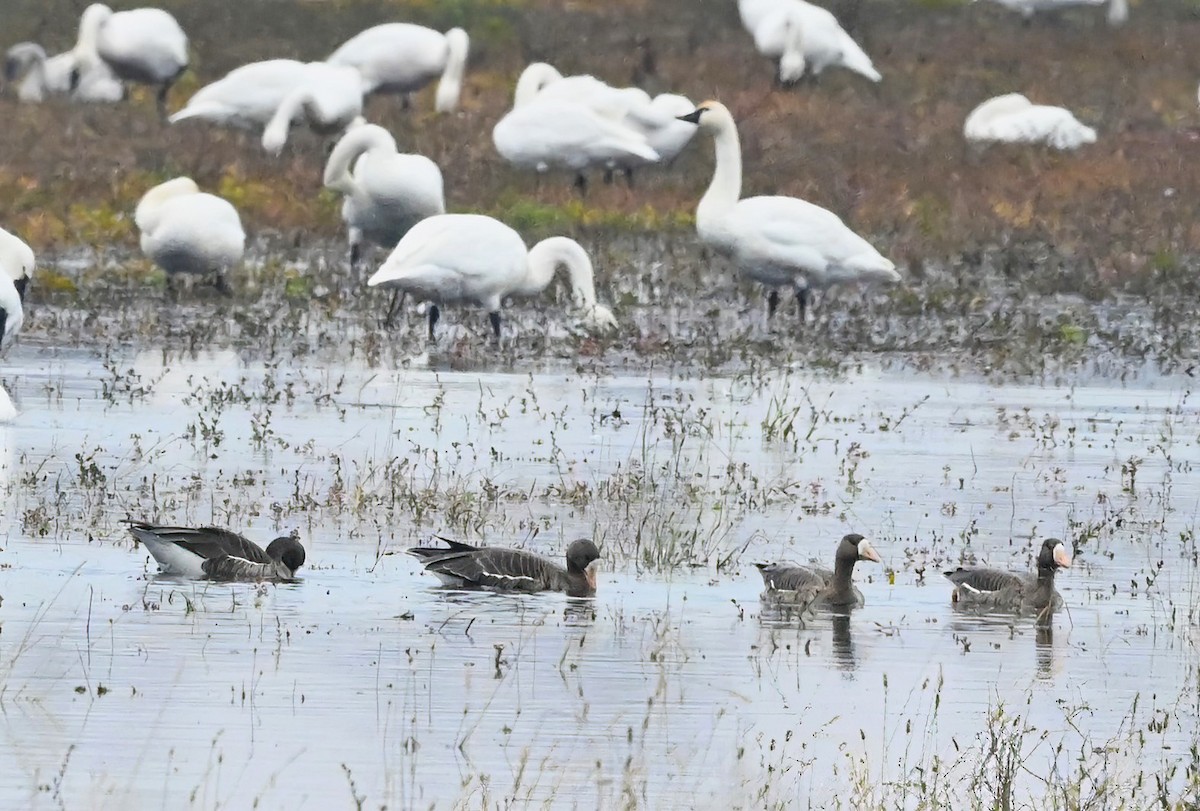 eBird Checklist - 26 Nov 2024 - Alligator River NWR - 29 species