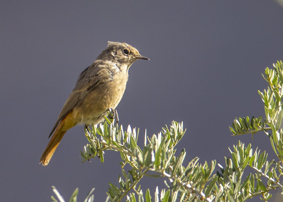 redstart sp. - eBird