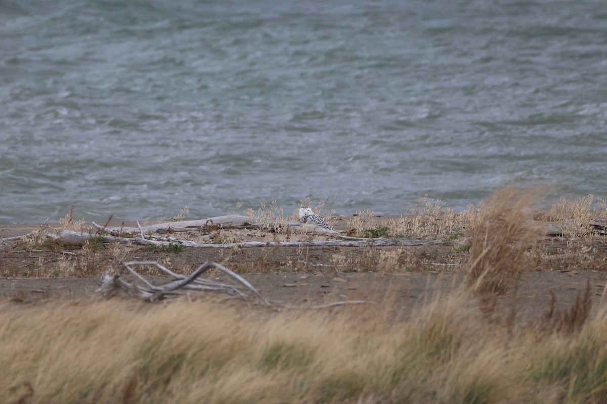 eBird Checklist - 26 Nov 2024 - Presque Isle SP--Gull Pt. - 14 species