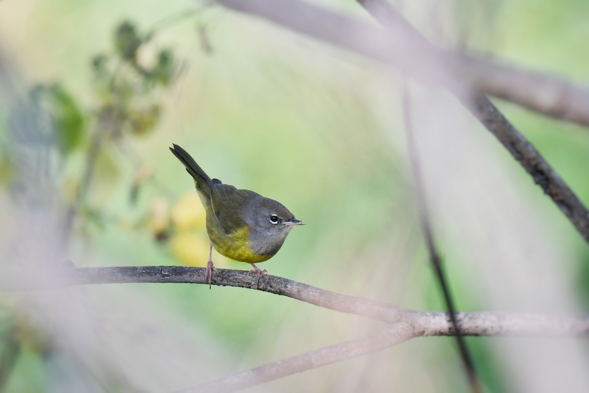 ML626788565 - MacGillivray's Warbler - Macaulay Library