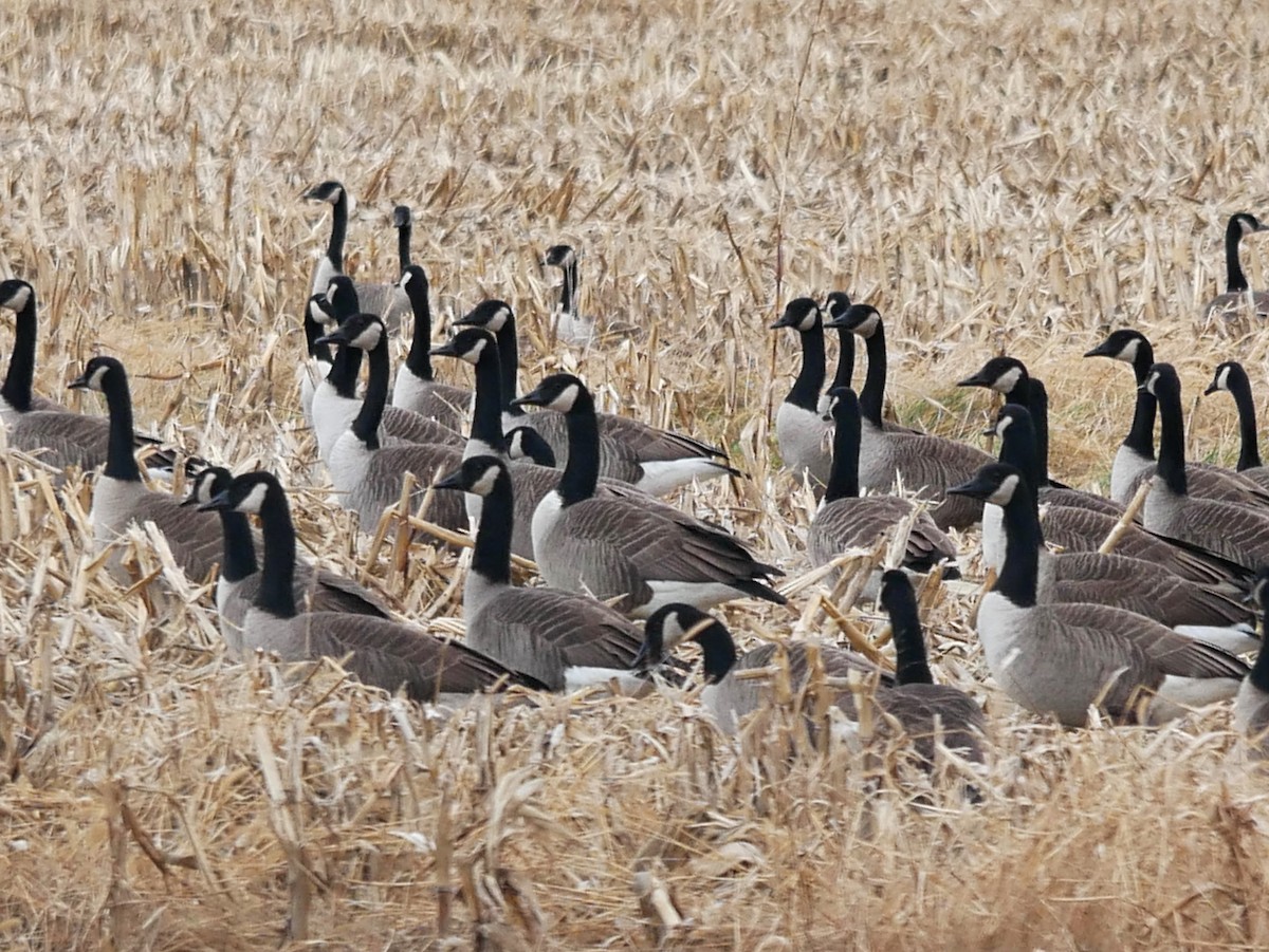 eBird Checklist - 27 Nov 2024 - Pont, ch. Ostiguy - 2 species