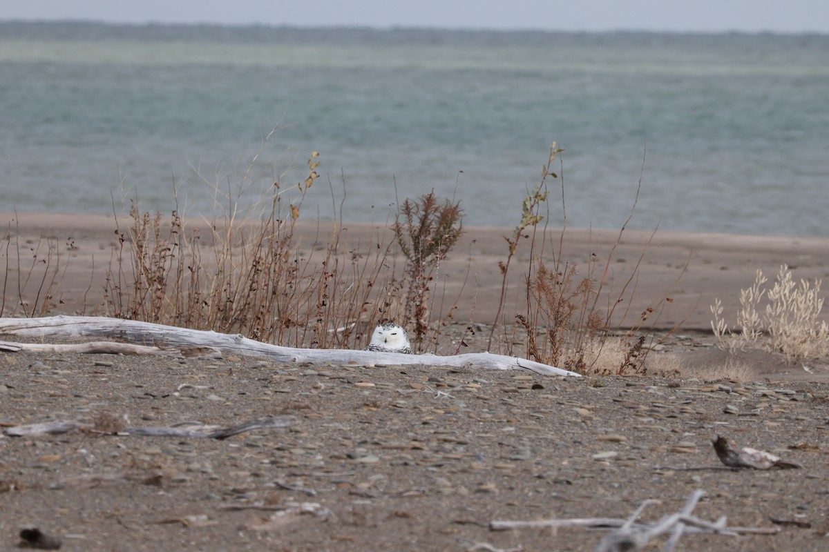 eBird Checklist - 27 Nov 2024 - Presque Isle SP--Gull Pt. - 28 species