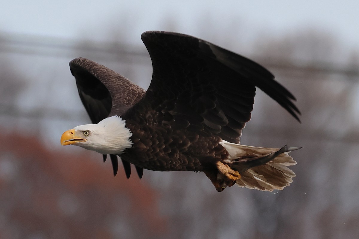 ML626795467 - Bald Eagle - Macaulay Library