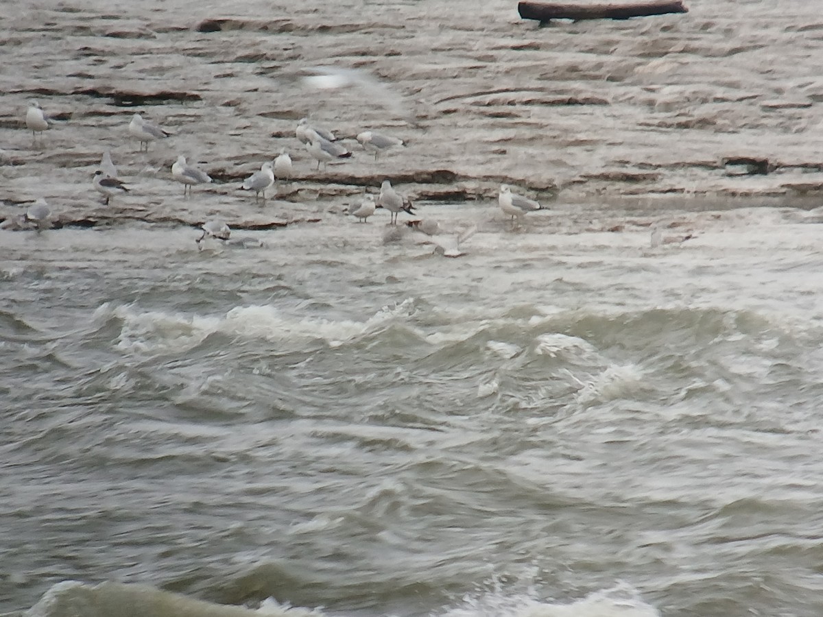 ML626800728 - Franklin's Gull - Macaulay Library