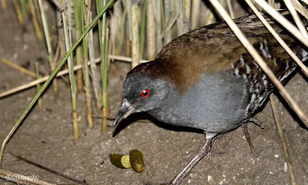 eBird Checklist - 14 Oct 2017 - Reserva Natural Municipal Punta Rasa ...