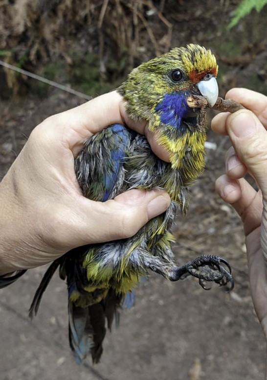 eBird Checklist - 24 Nov 2024 - Bird Banding Forth - 16 species