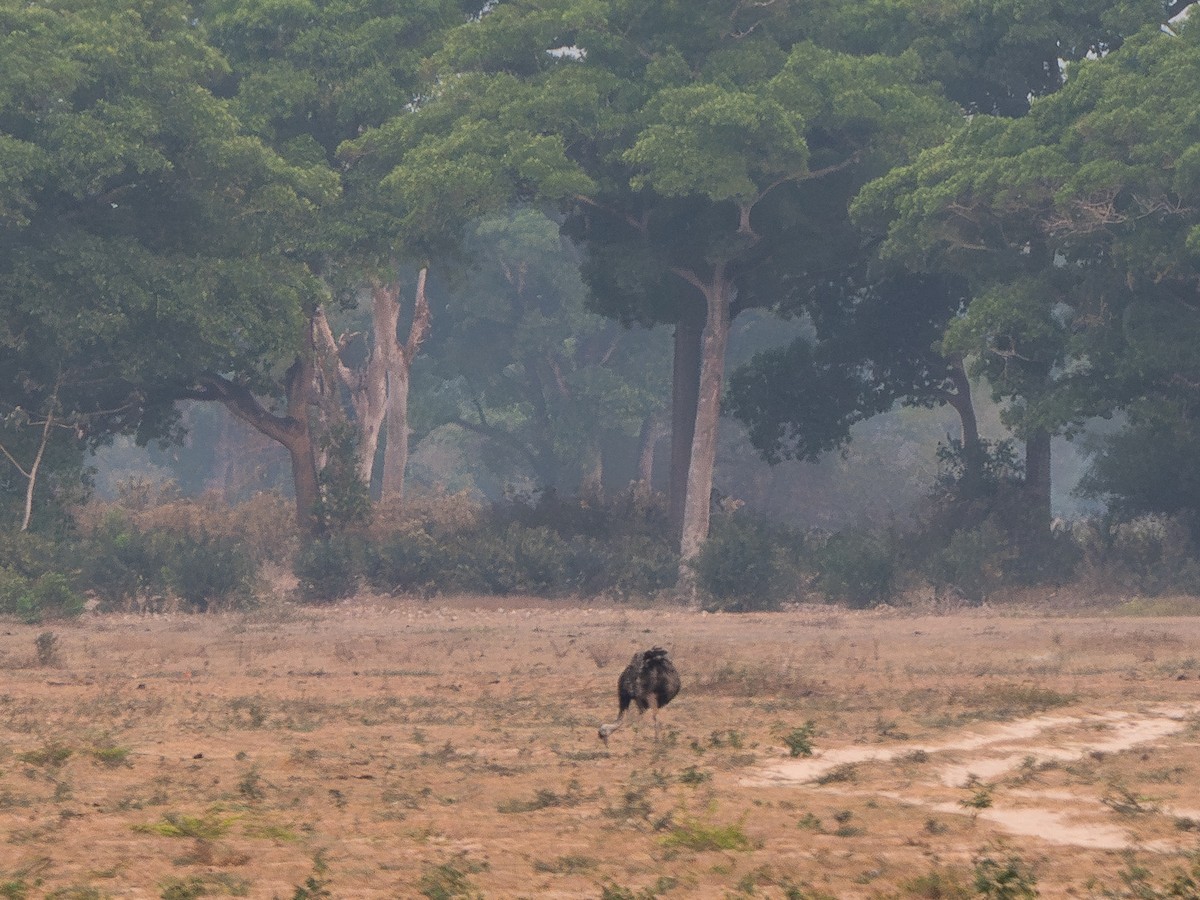 eBird Checklist - 25 Sep 2024 - Pousada Piuval--Rio Bento Gomes - 65 ...