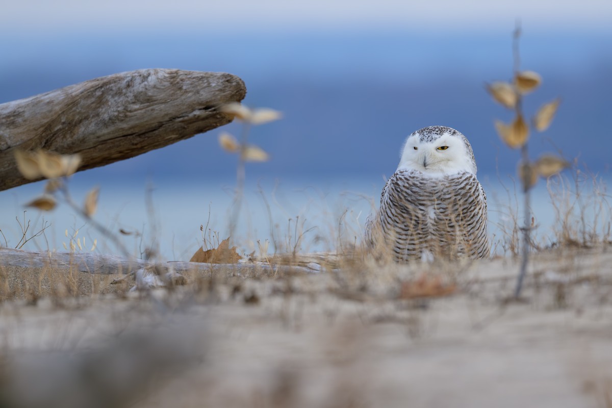 eBird Checklist - 27 Nov 2024 - Presque Isle SP--Gull Pt. - 2 species