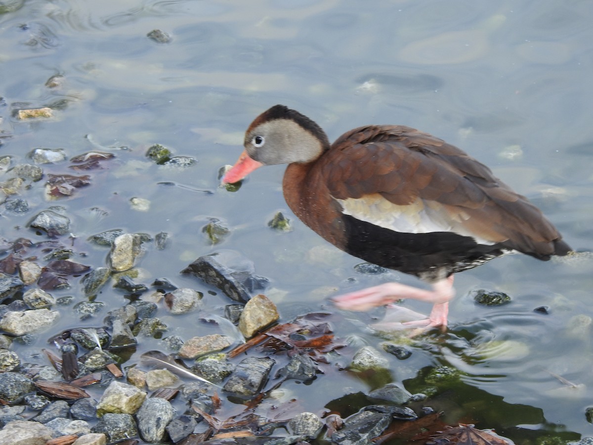 eBird Checklist - 27 Nov 2024 - McCray’s Country Creamery and Farm - 6 ...