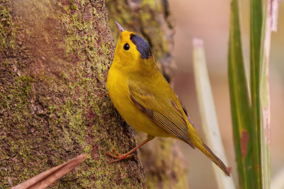 ML626828130 - Wilson's Warbler - Macaulay Library