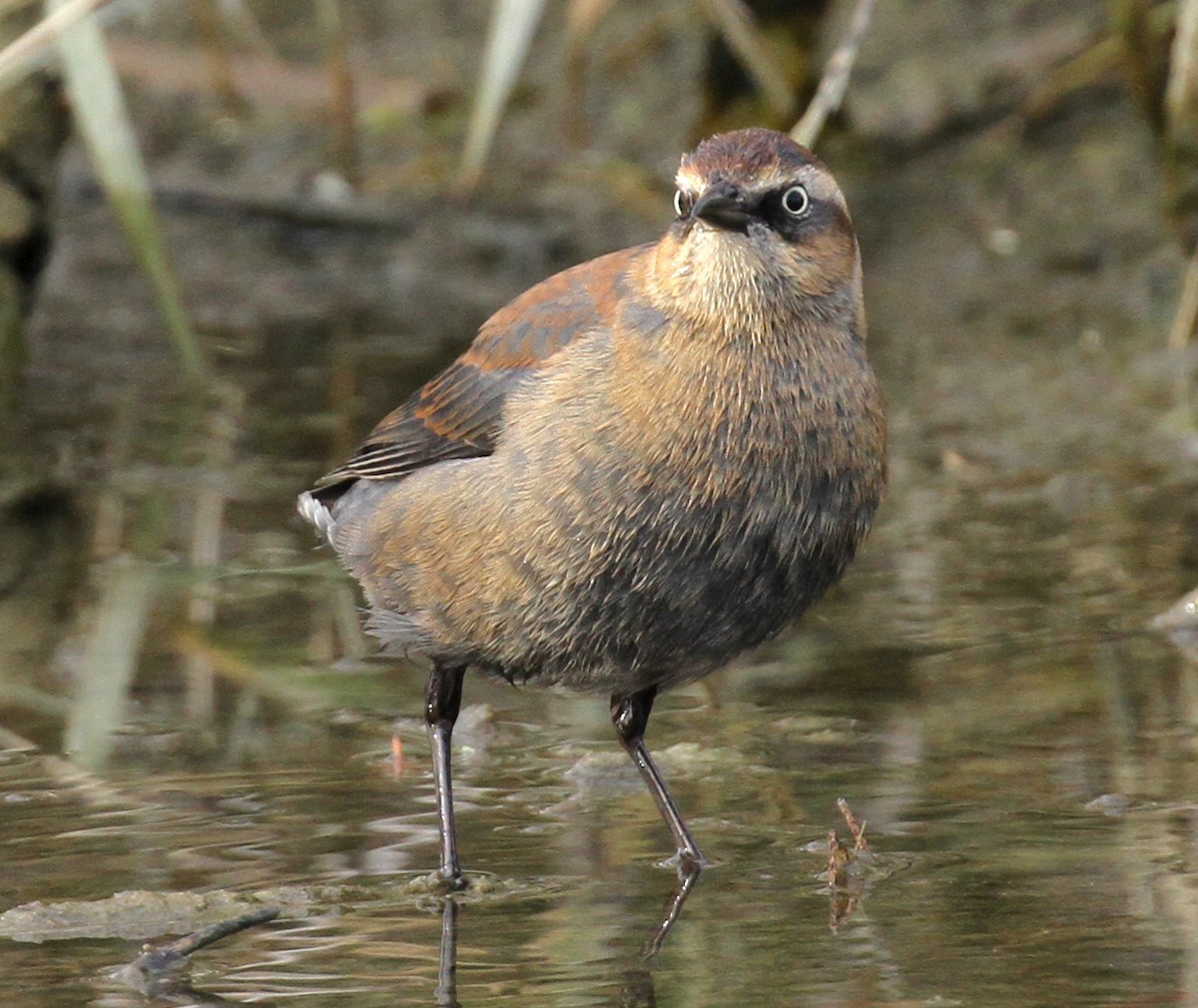 ML626843137 - Rusty Blackbird - Macaulay Library