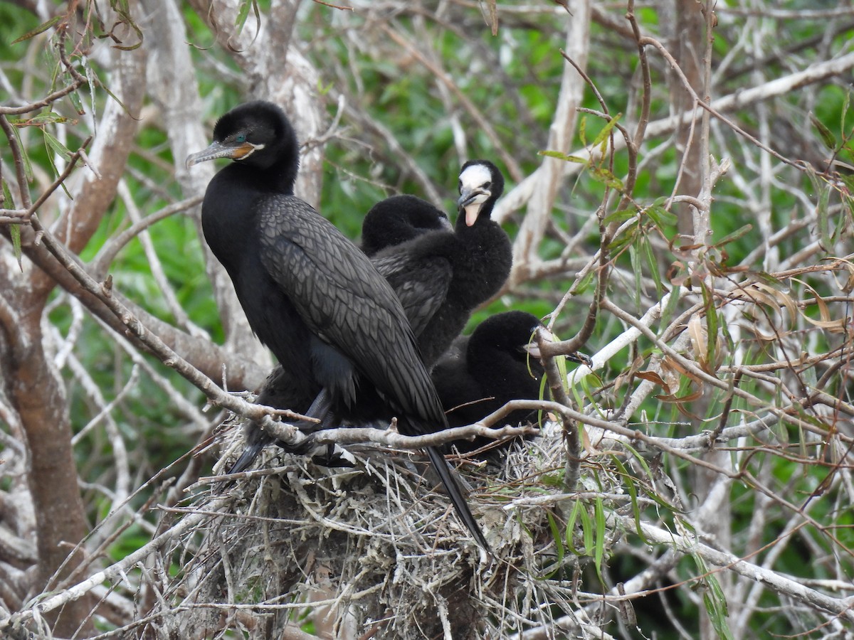 ML626843300 - Neotropic Cormorant - Macaulay Library