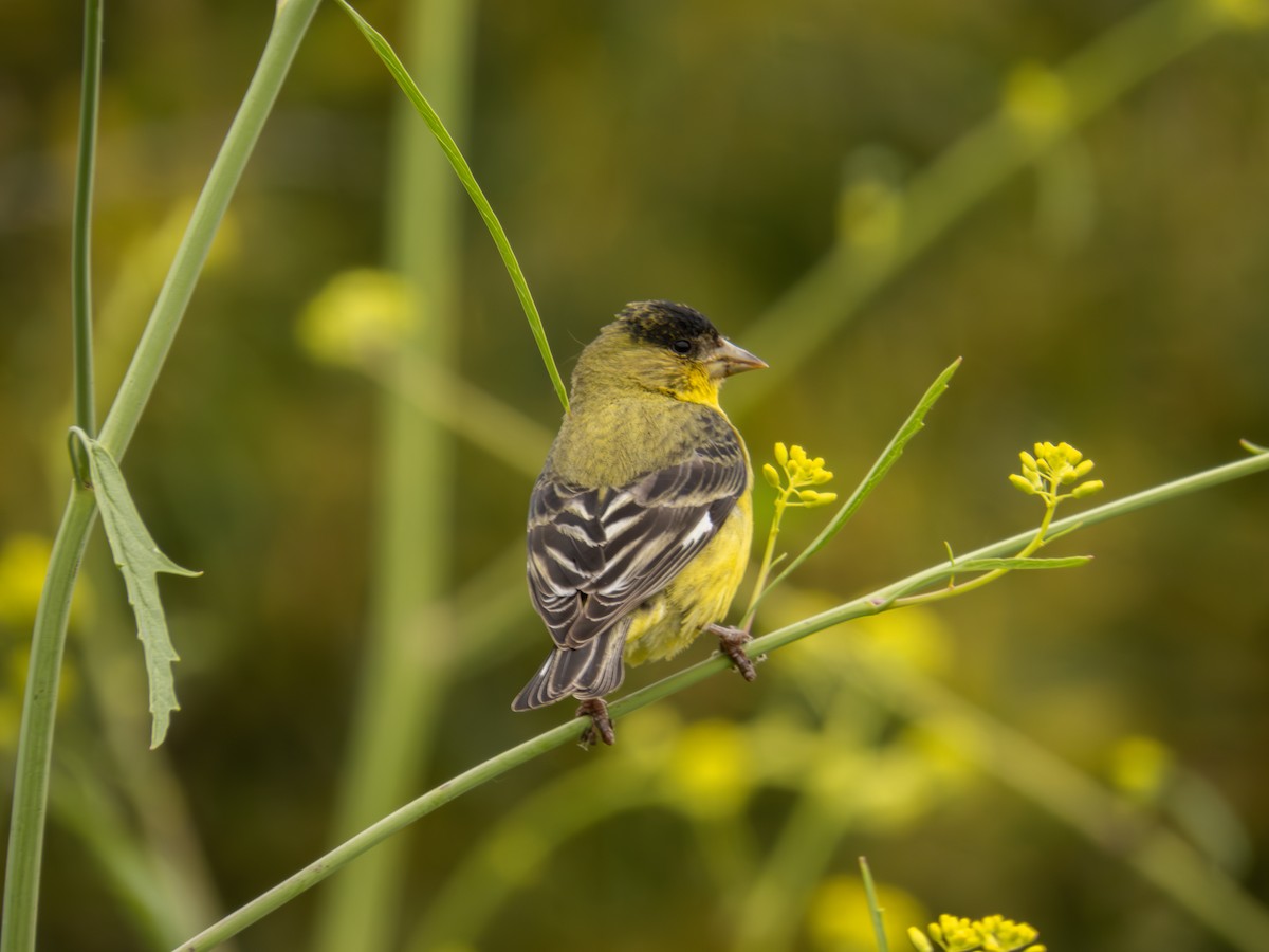 ML626843493 - Lesser Goldfinch - Macaulay Library