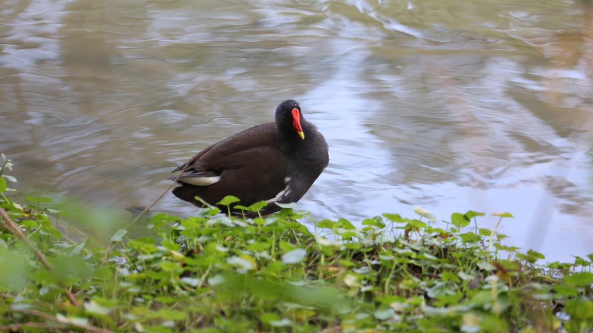 Taiwan Bird Atlas Checklist - 23 Nov 2024 - 台北--大安森林公園(Taipei--Da'an ...