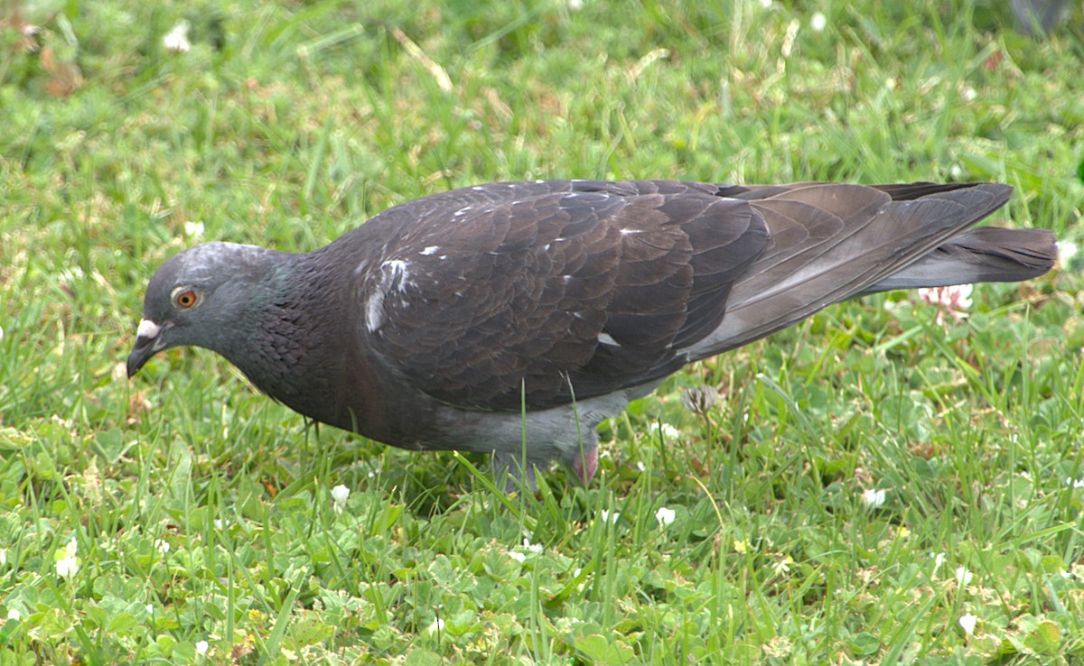 eBird Checklist - 28 Nov 2024 - Auckland Domain - Pukekawa - 11 species