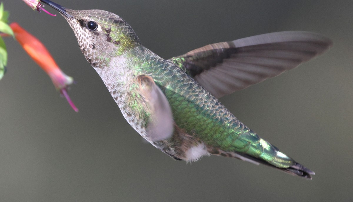 eBird Checklist - 28 Nov 2024 - Piney's place - 10 species (+1 other taxa)