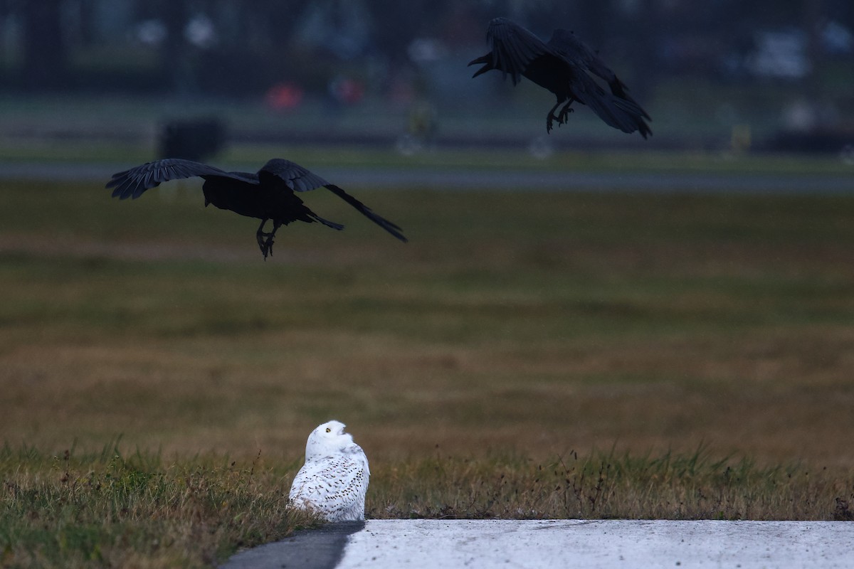 ML626862407 - Snowy Owl - Macaulay Library