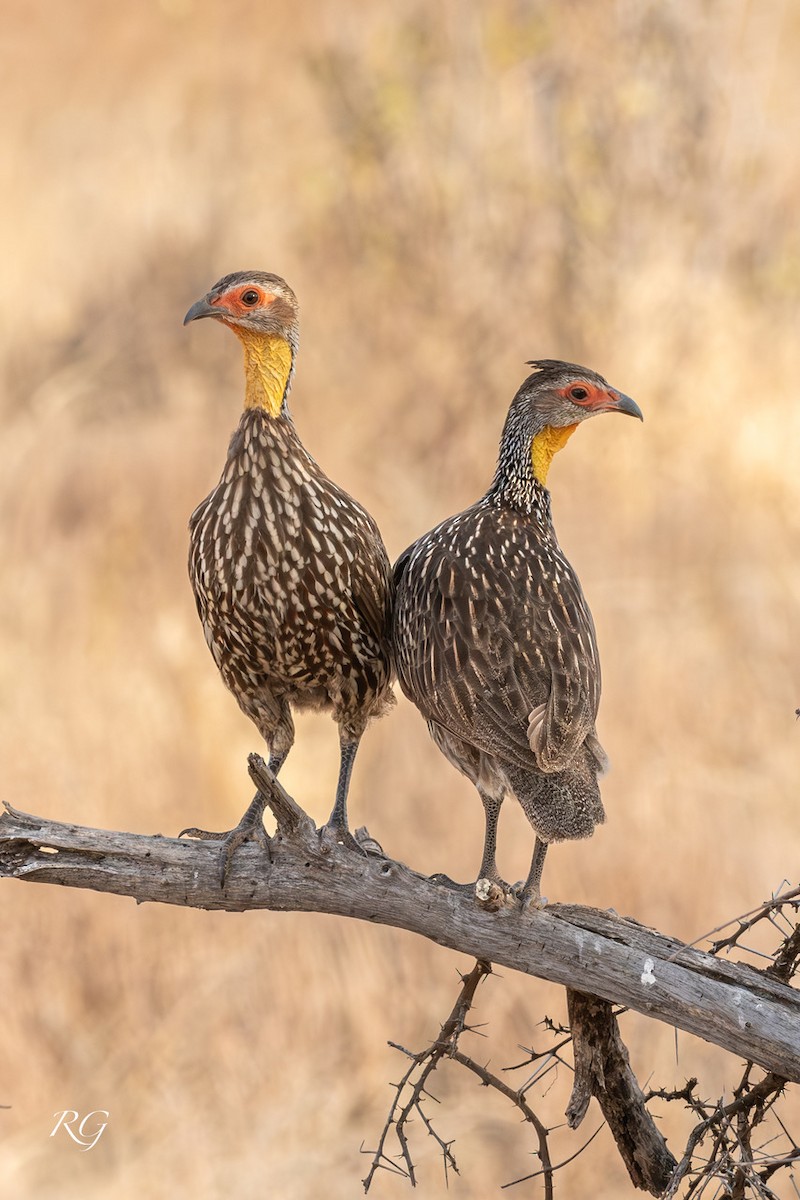 ML626863943 - Yellow-necked Spurfowl - Macaulay Library