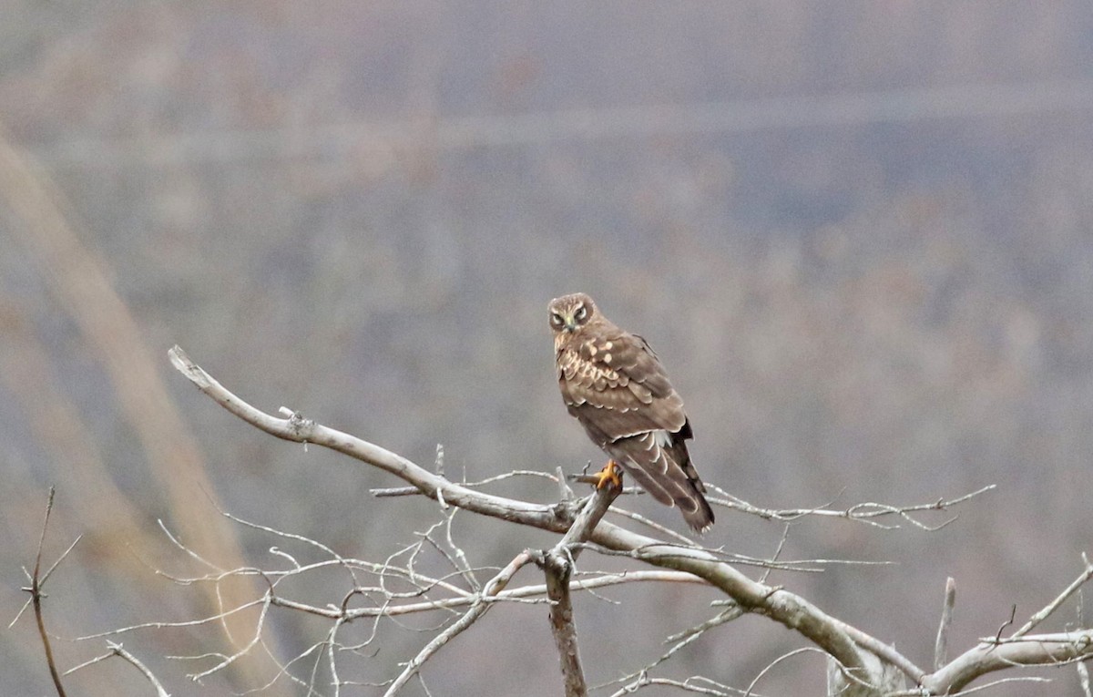Pennsylvania Bird Atlas Checklist - 29 Nov 2024 - Leaser Lake - 24 species (+1 other taxa)