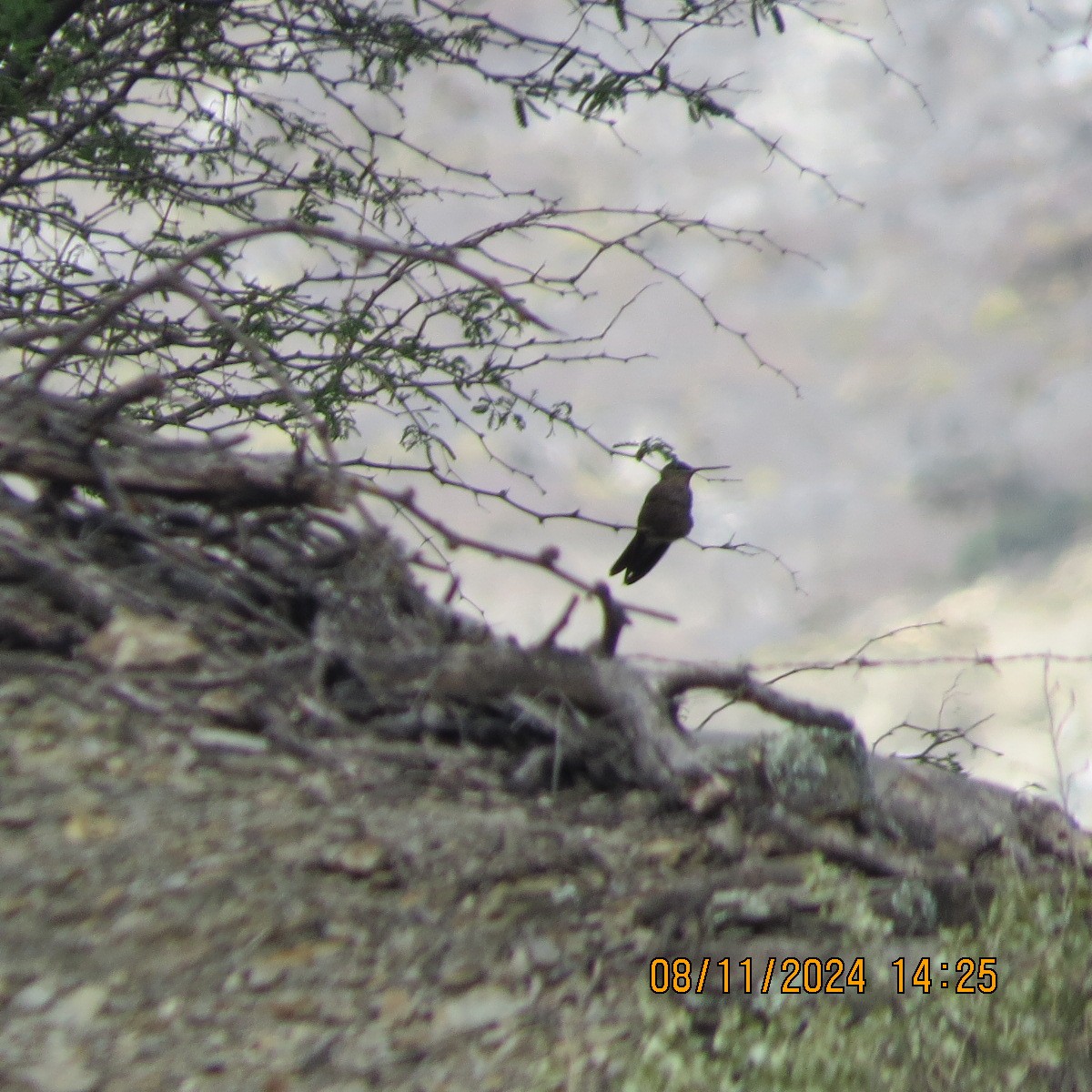 eBird Checklist - 8 Nov 2024 - Mecapaca - 21 species