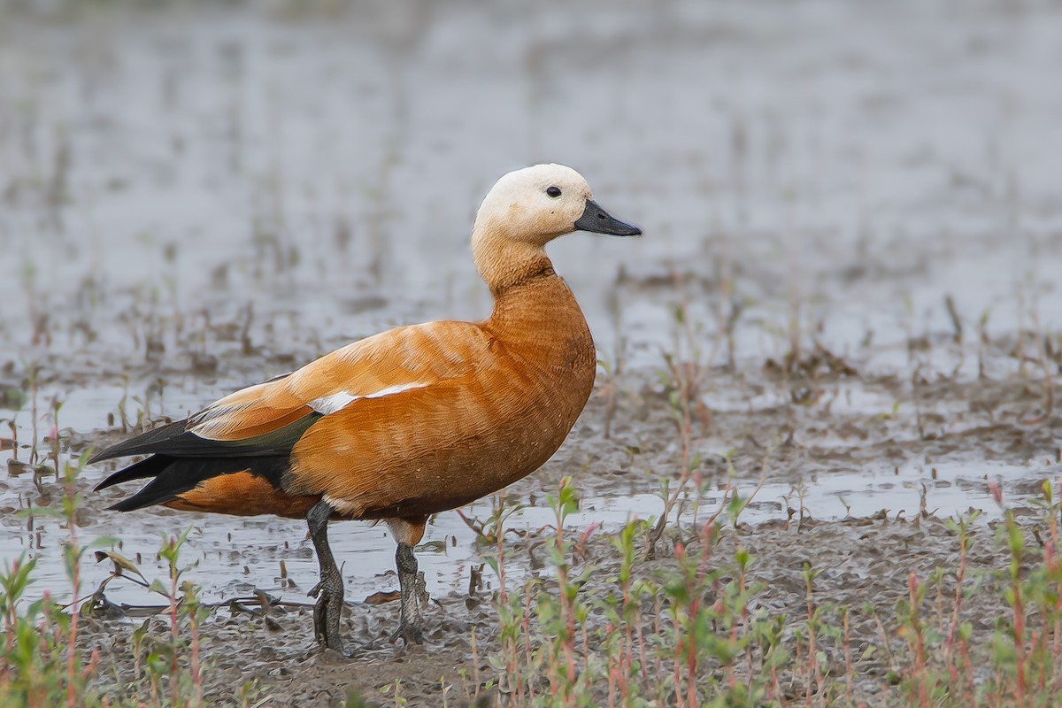 ML626869671 - Ruddy Shelduck - Macaulay Library