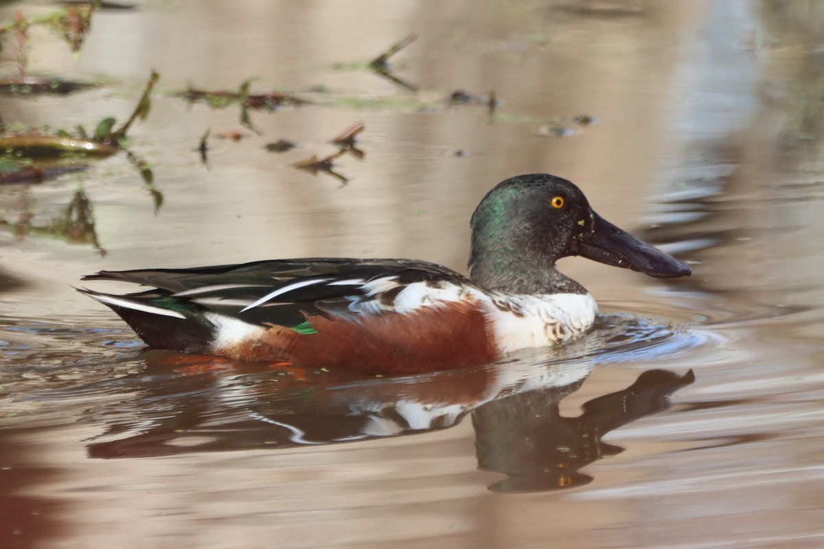 eBird Checklist - 29 Nov 2024 - Stumpy Lake Natural Area - 31 species