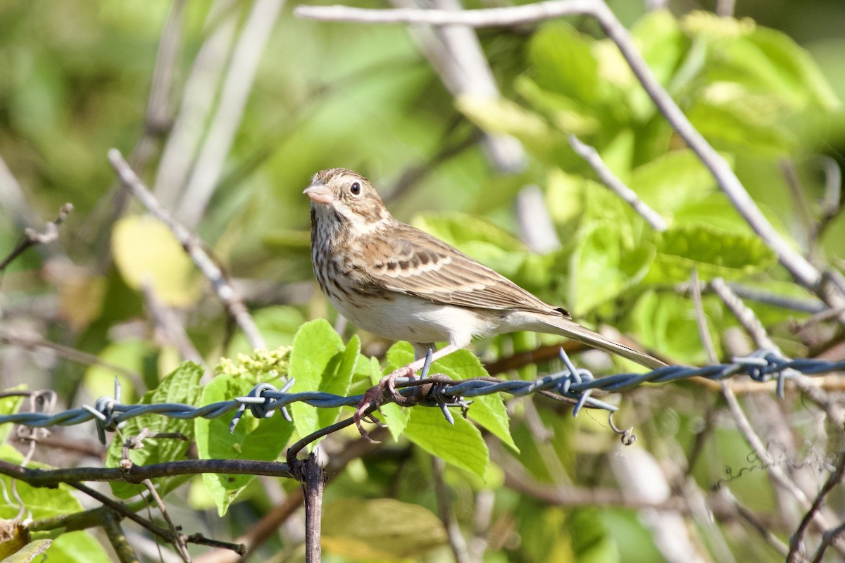 ML626875023 - Vesper Sparrow - Macaulay Library