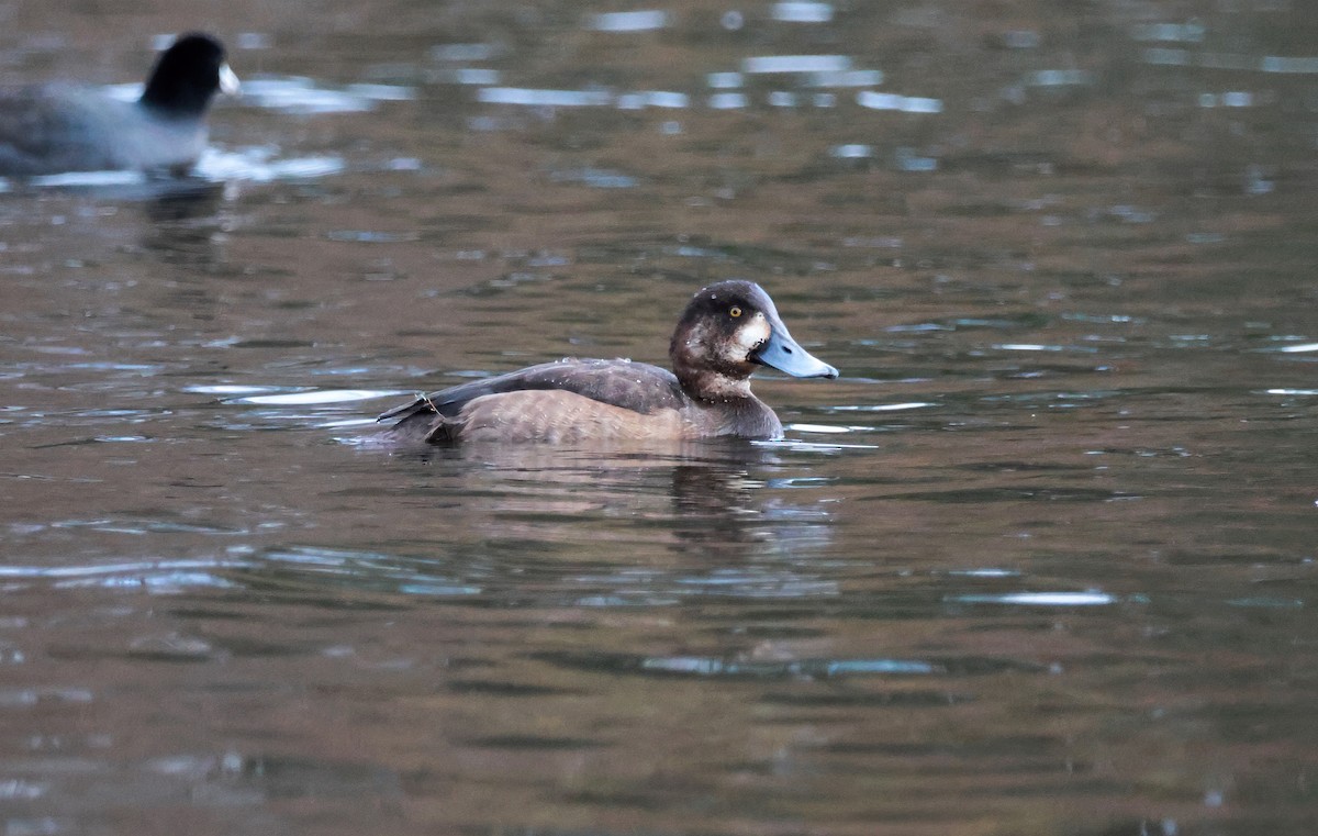 eBird Checklist - 29 Nov 2024 - Horn Pond Recreation Area - 20 species