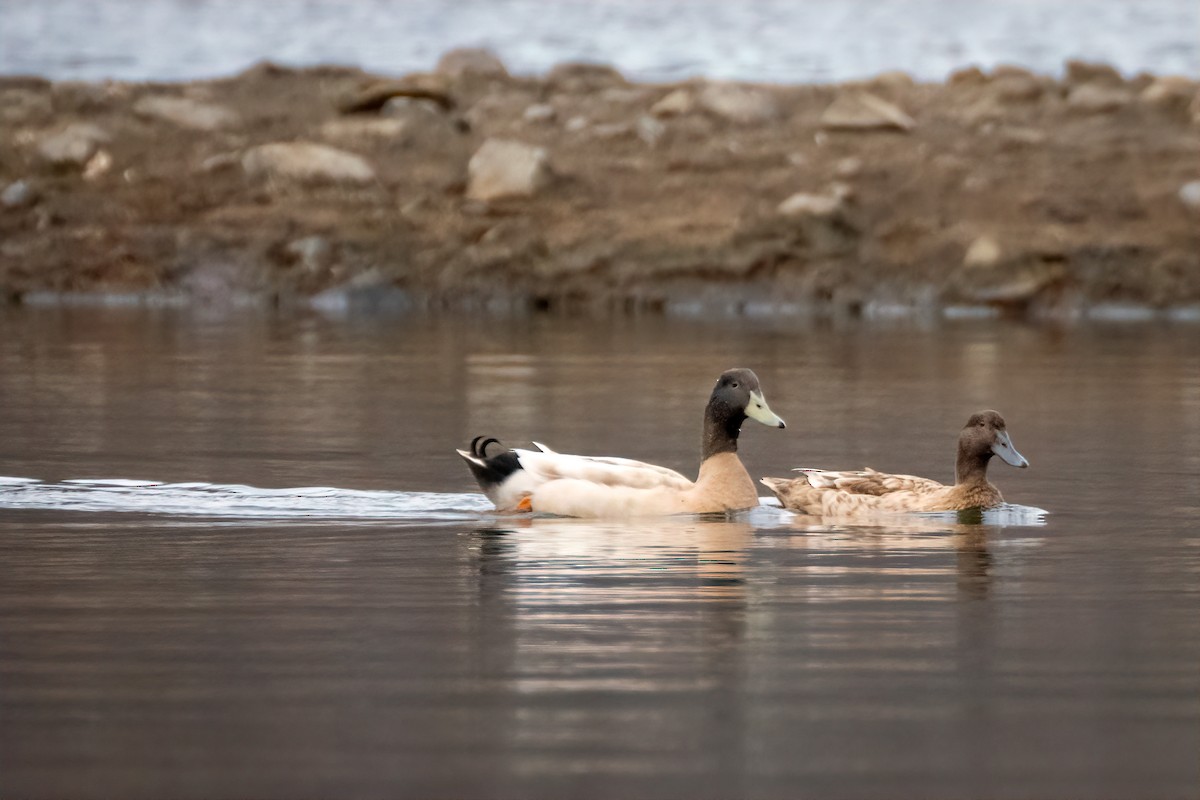 eBird Checklist - 29 Nov 2024 - Hibernia County Park--Chambers Lake - 19 species