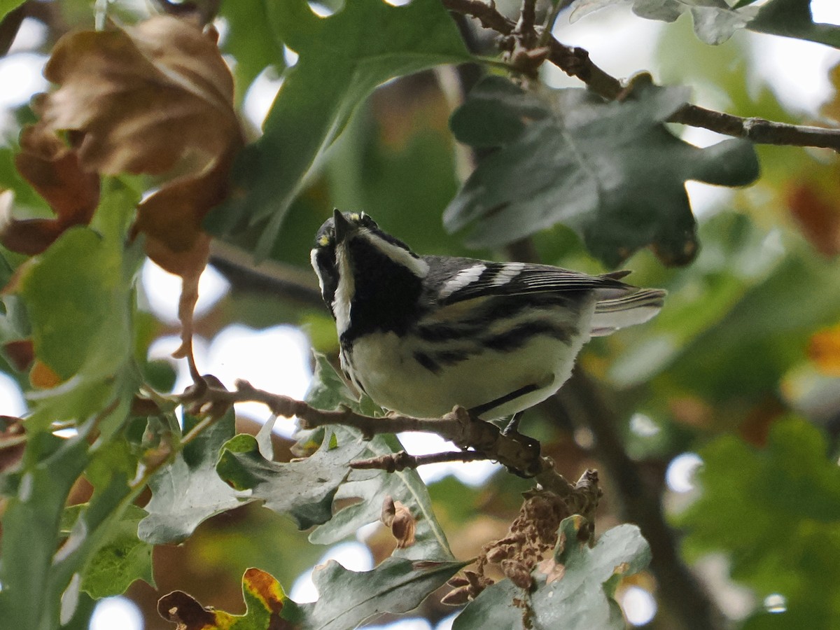 eBird Checklist - 29 Nov 2024 - Lacy Park - 19 species