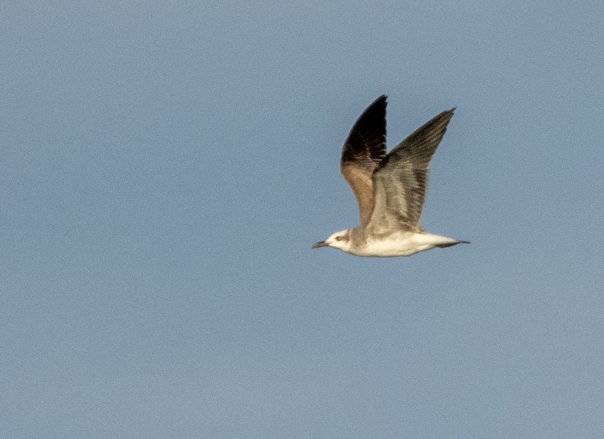 eBird Checklist - 29 Nov 2024 - Boynton Beach Inlet Park - 7 species