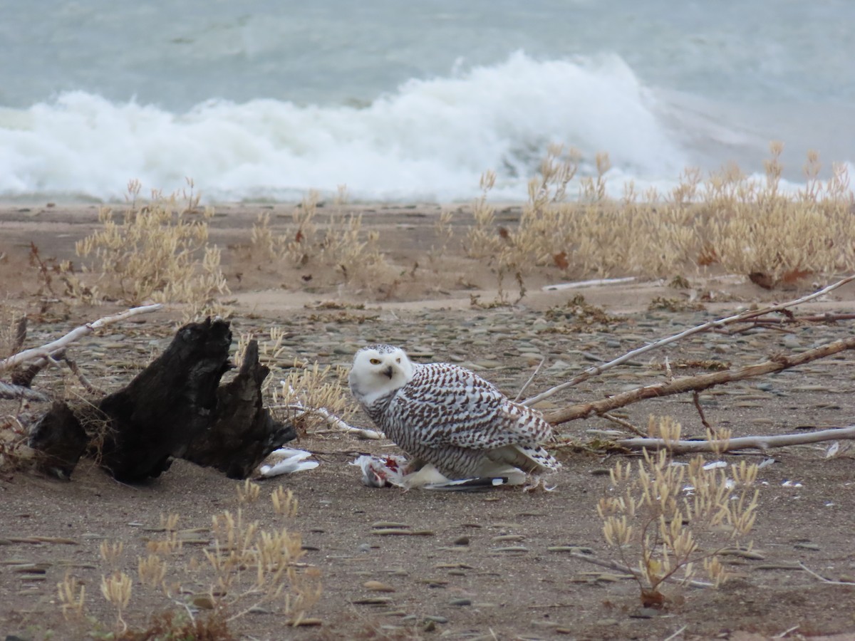 eBird Checklist - 28 Nov 2024 - Presque Isle SP--Gull Pt. - 13 species