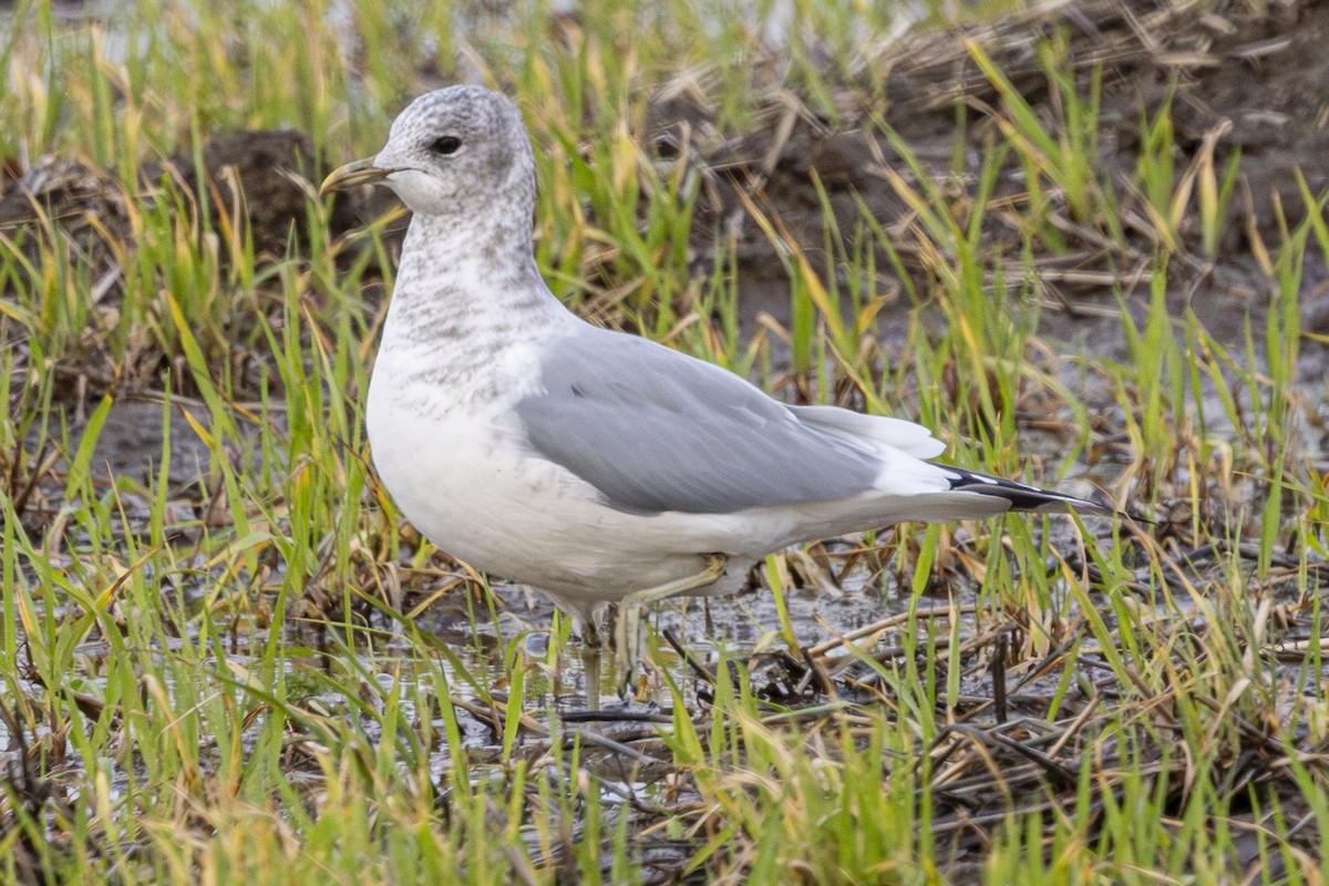 eBird Checklist - 29 Nov 2024 - Samish Flats - 27 species