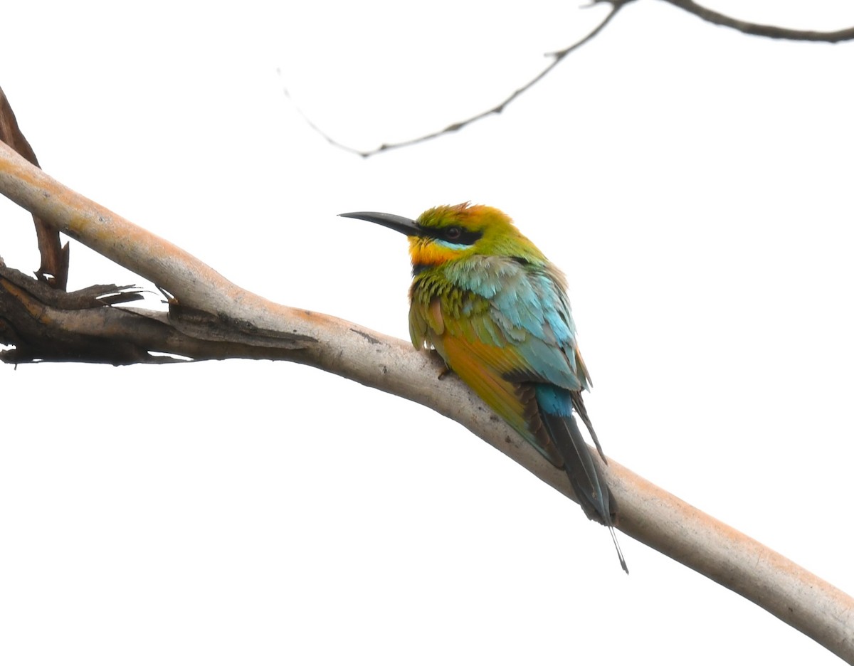 eBird Checklist - 30 Nov 2024 - Hattah-Kulkyne National Park--Nowingi ...