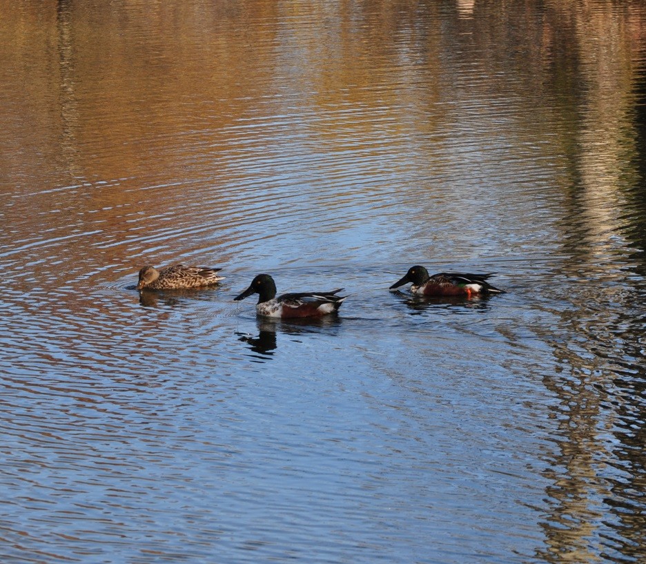 eBird Checklist - 30 Nov 2024 - Stumpy Lake Natural Area - 29 species