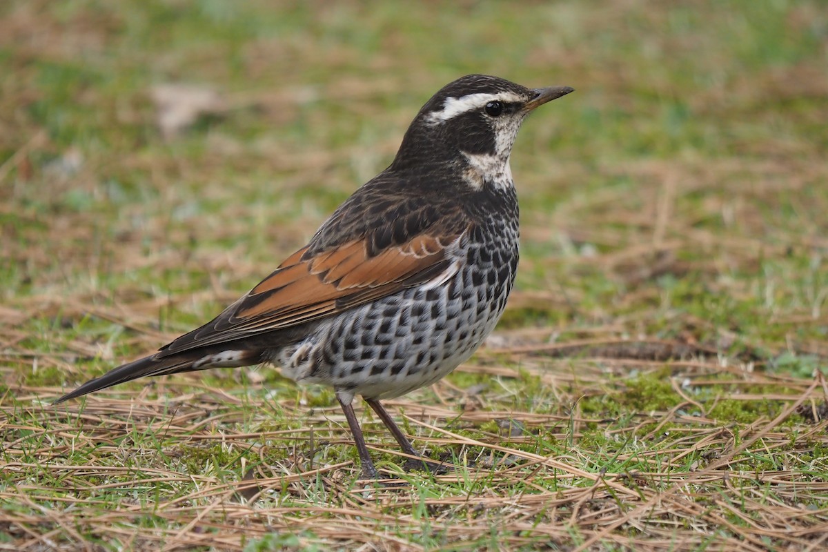 ML626913296 - Dusky Thrush - Macaulay Library