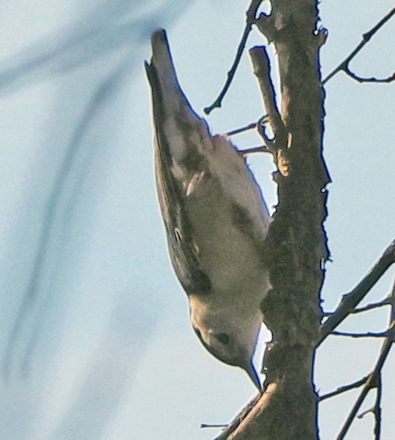 eBird Checklist - 24 Nov 2024 - Lied Lodge and Conference Center ...