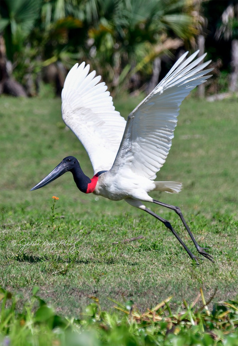 eBird Checklist - 29 Nov 2024 - Leona vicario - 19 species